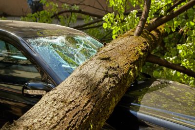 Car Accidents Caused by Falling Trees - Patrick Yancey Law Firm